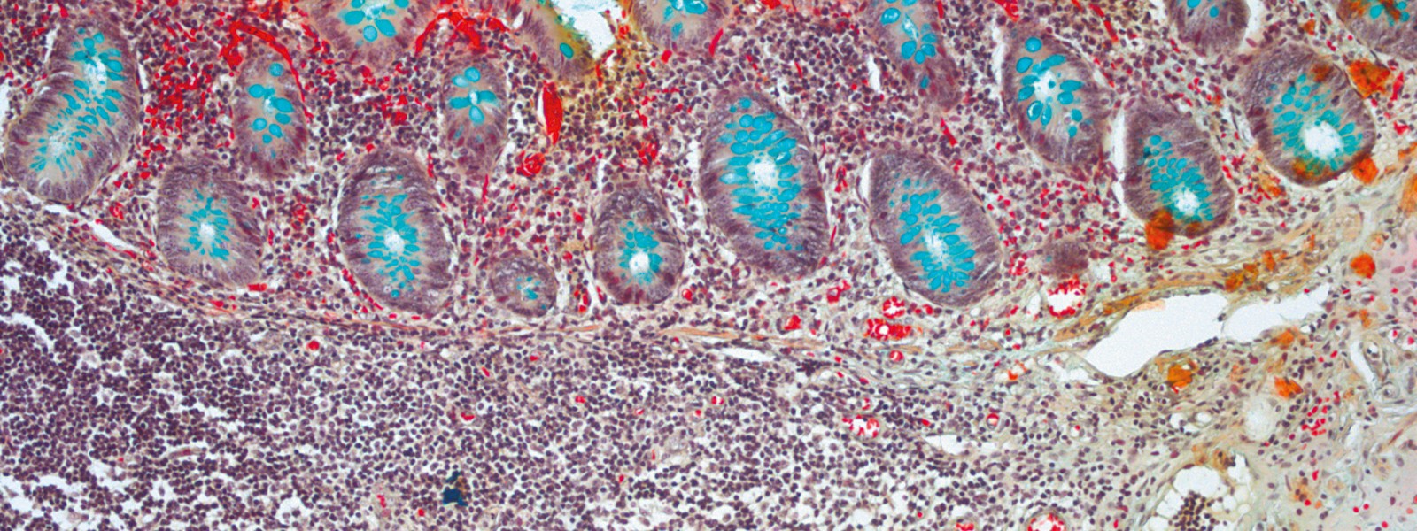 Histology